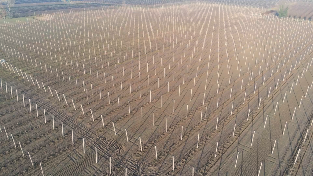 Pali in cemento per frutteti | Corradimpianti
