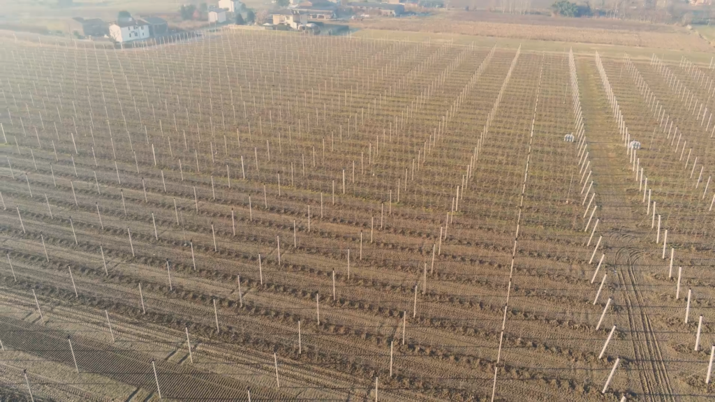 Pali in cemento per frutteti | Corradimpianti